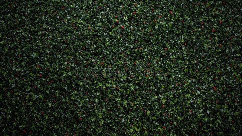 Dark Green Holly Leaves with Glossy Texture and Sharp Edges Stock ...