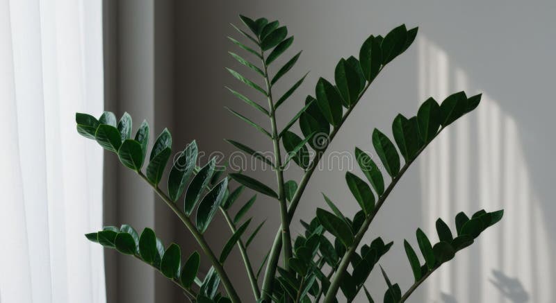 Dark Green Indoor Plant in Sunlight Near Window Stock Illustration ...