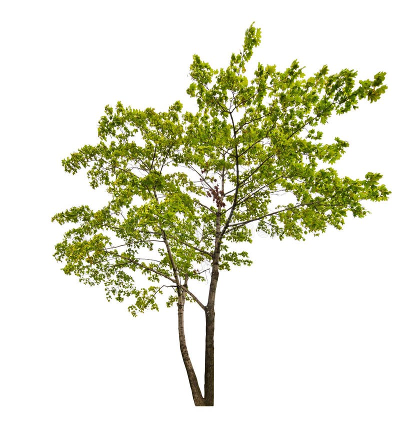 Dark Green Isolated Maple Tree Stock Image - Image: 35564639