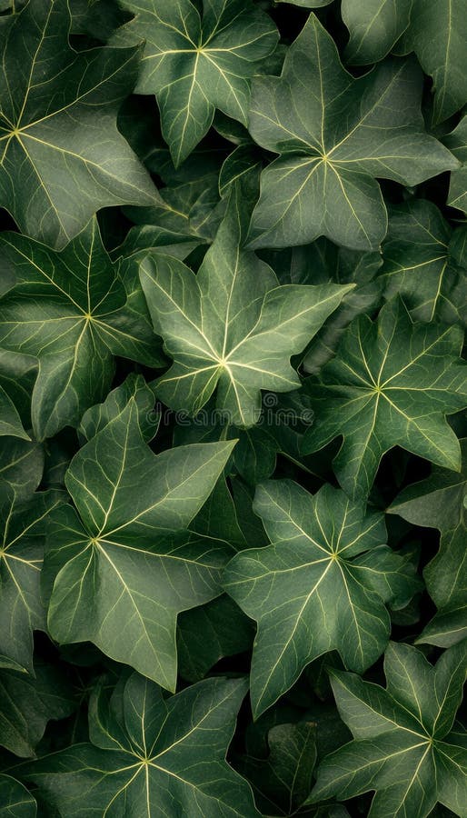 Dark Green Ivy Leaf Background. Natural Texture, Abstract Plant Pattern ...
