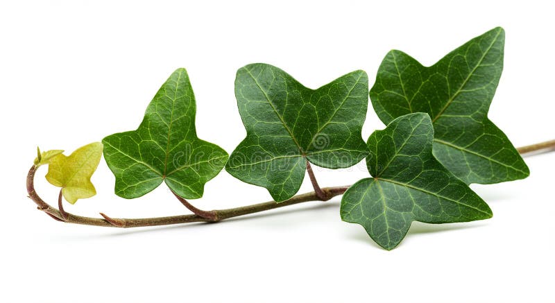 Dark Green Ivy Leaves with a Glossy Texture are Attached To a Slender ...