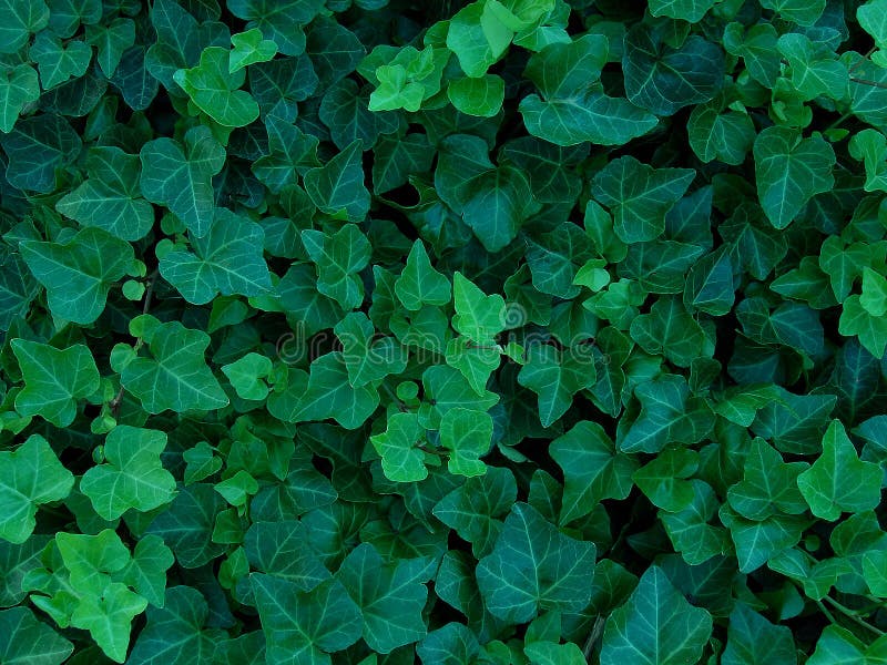 Dark Green Ivy Texture Background Stock Image - Image of foliage, wall ...