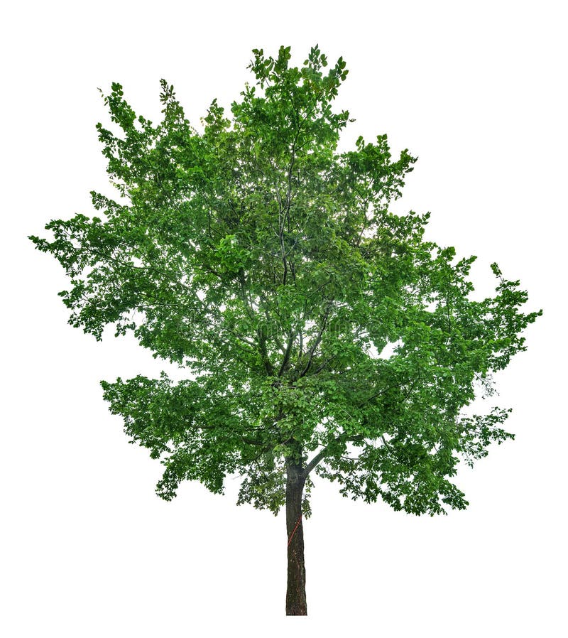 Dark Green Large Lime Tree Isolated on White Stock Photo - Image of ...