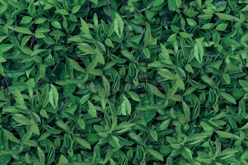 Dark Green Leaf Pattern Background and Wallpaper. Tropical Leaves ...
