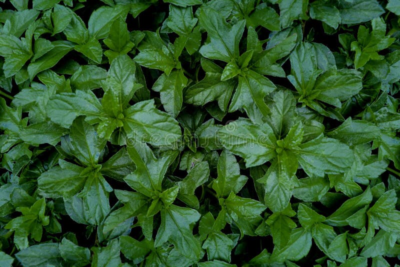Dark Green Leaf Pattern Background and Wallpaper. Tropical Leaves ...