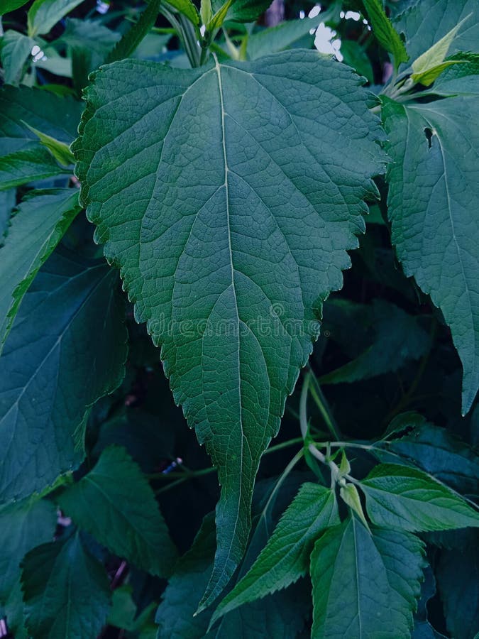Dark Green Leaf of a Wild Plant Tree Close Up Stock Photo - Image of ...