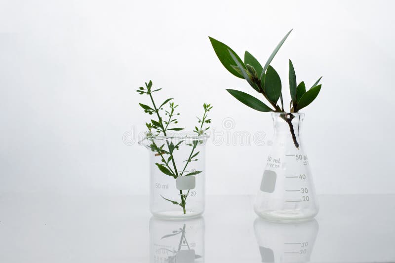 Green Leave in Biotechnology Science Research Laboratory with Flask ...