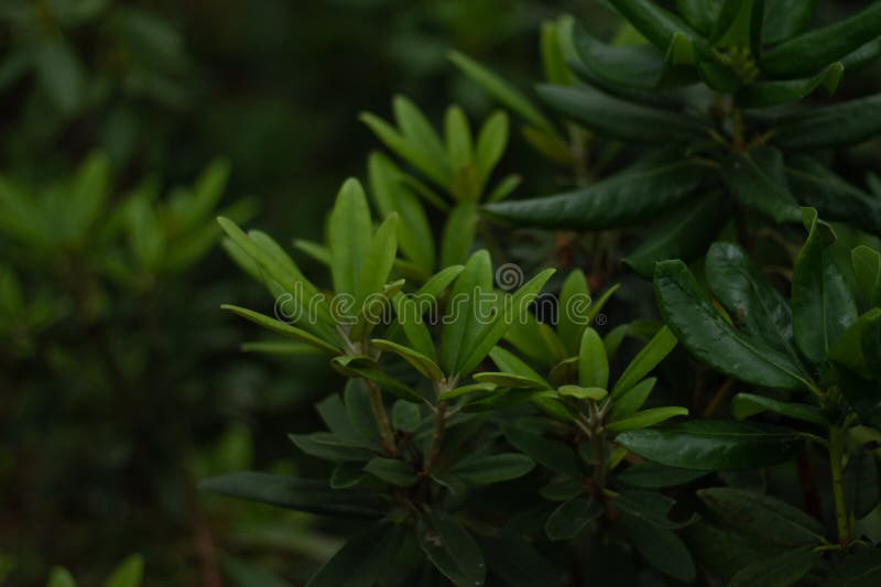 Background of Dark Green Leaves Stock Image - Image of dark, raindrops ...