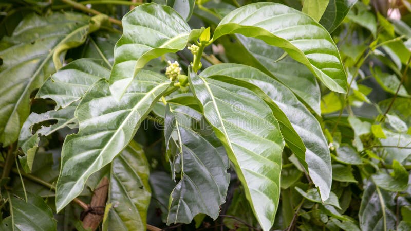 Dark Green Leaves from a Fruit Tree Known As Noni Stock Photo - Image ...