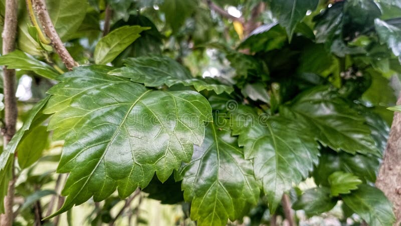 Dark Green Leaves of Hibiscus Flowers Stock Image - Image of leaves ...