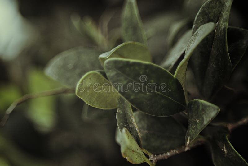 Dark Green Leaves from a Local Plant Stock Image - Image of local ...
