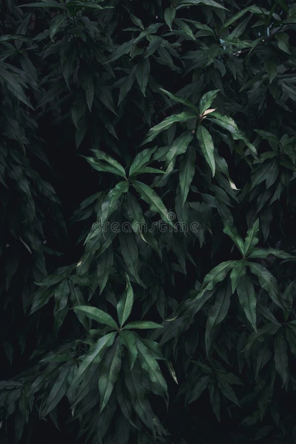 Dark Green Leaves Pattern in the Park Stock Image - Image of pattern ...
