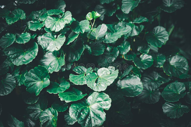 Dark Green Leaves Tropical Leaf Group Background Concept of Nature ...