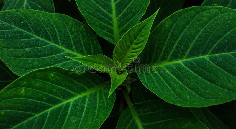 Dark Green Lush Leaves Close Up Stock Illustration - Illustration of ...