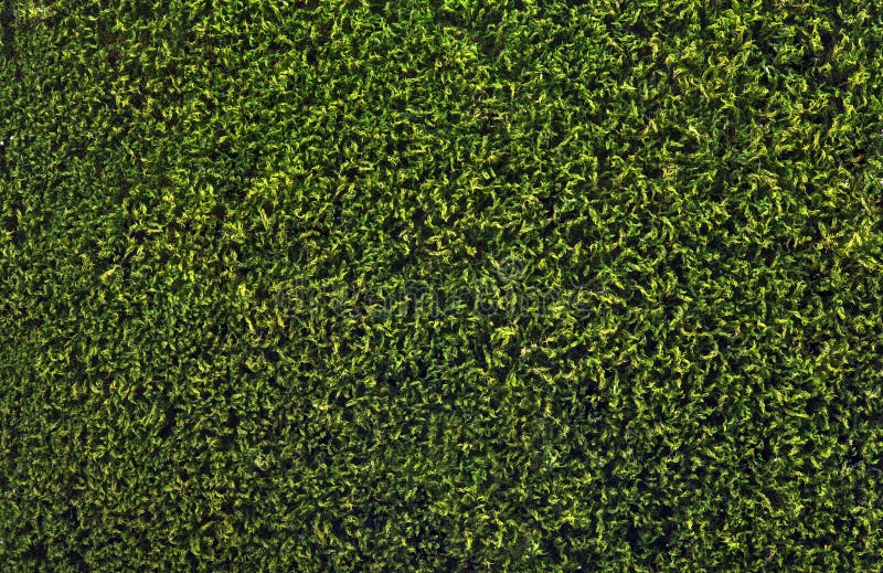 Dark Green Moss Tile, Grass Texture, Seamless Pattern Stock Image ...