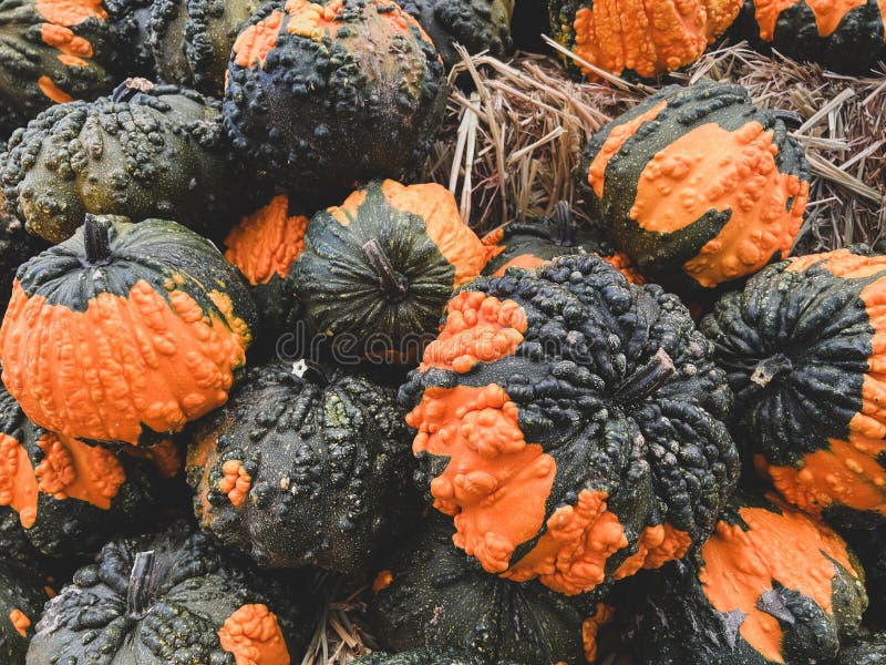 Bumpy pumpkins in the dark stock image. Image of bumpy - 61018875