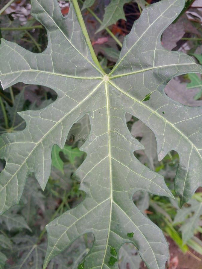 Dark green papaya leaves stock photo. Image of fruit - 267802994 Dark green papaya leaves stock photo. Image of fruit - 267802994