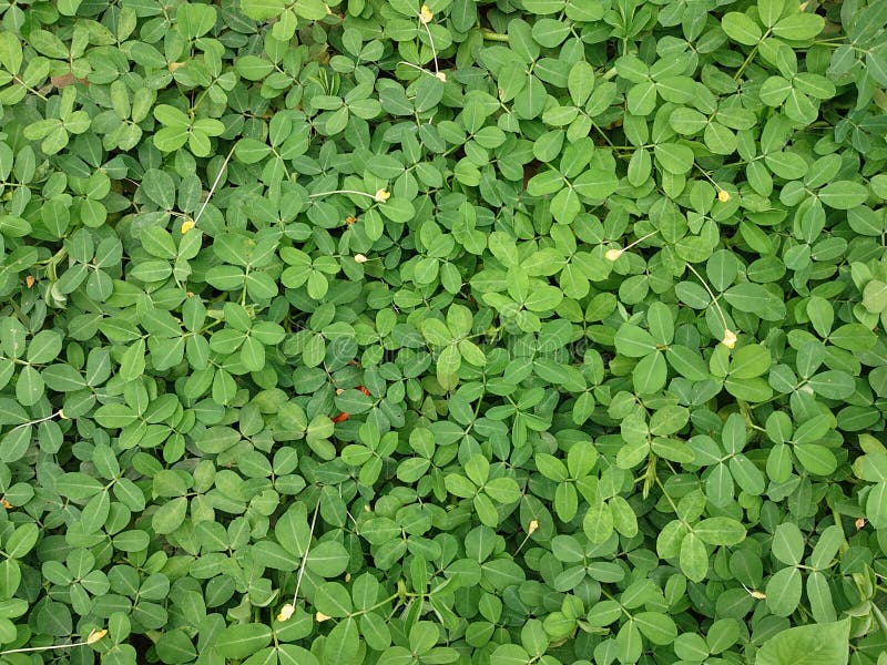 Dark Green Patch of Clover Provides a Background Stock Image - Image of ...