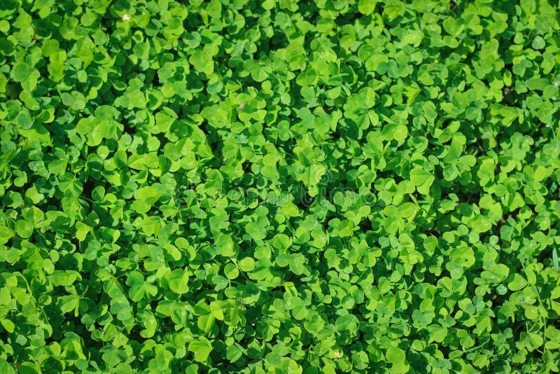 Green Patch of Clover Provides a Background for St. Patrick S Day ...