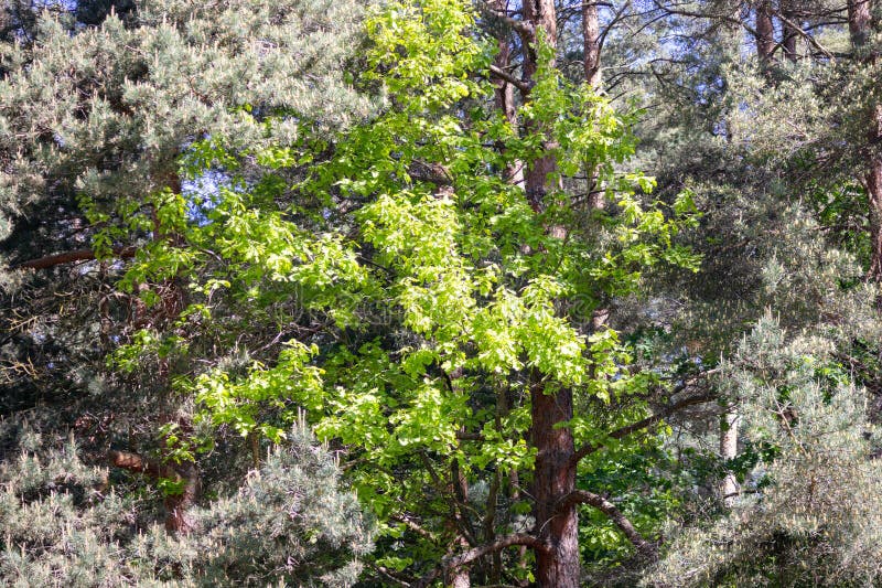 A Dark Green Pine Forest with a Light Green Tree Branch in the Middle ...