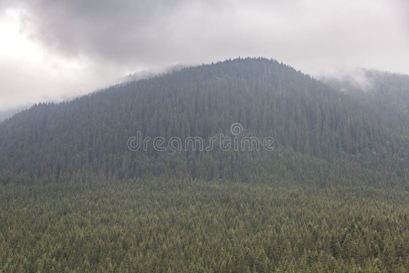 Dark Green Pine Trees Forest Pattern Alpine Forest in a Fog and Gray ...