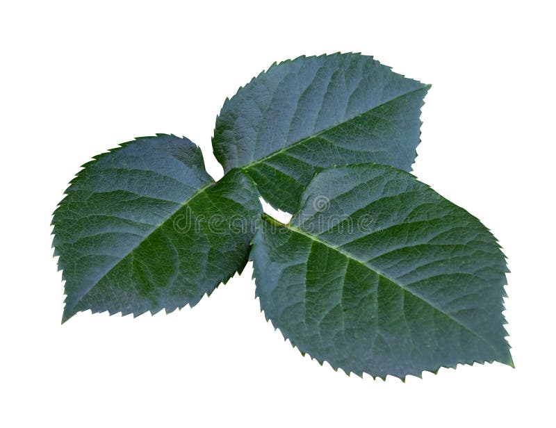 Dark Green Rose Leaf Isolated on White Background. Stock Image - Image ...