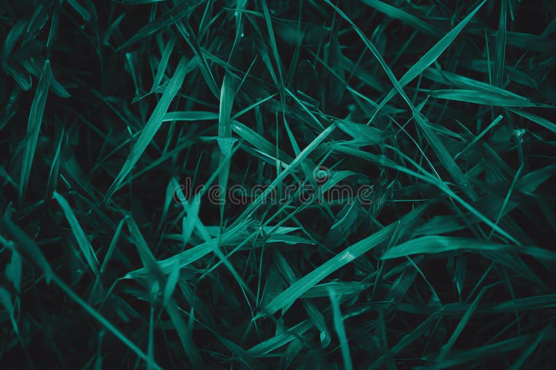 Dark Green Rough Grass Texture with Coarse Blades and Deep Shadows on a ...