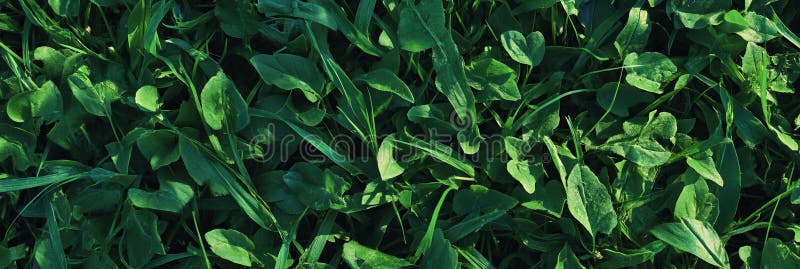 Dark Green Rough Texture with Tall Grass Viewed from Above Showcasing ...