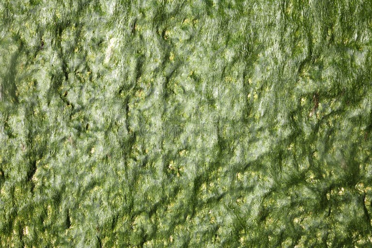 Dark green seaweed stock photo. Image of seaweed, detail - 3175602