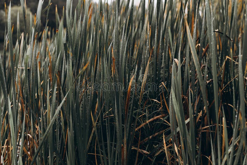 Green Sharp Glass Texture stock image. Image of background - 29193215