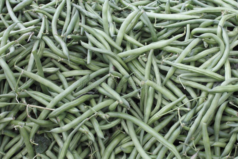 Dark Green String Beans stock image. Image of nutritious - 27970097