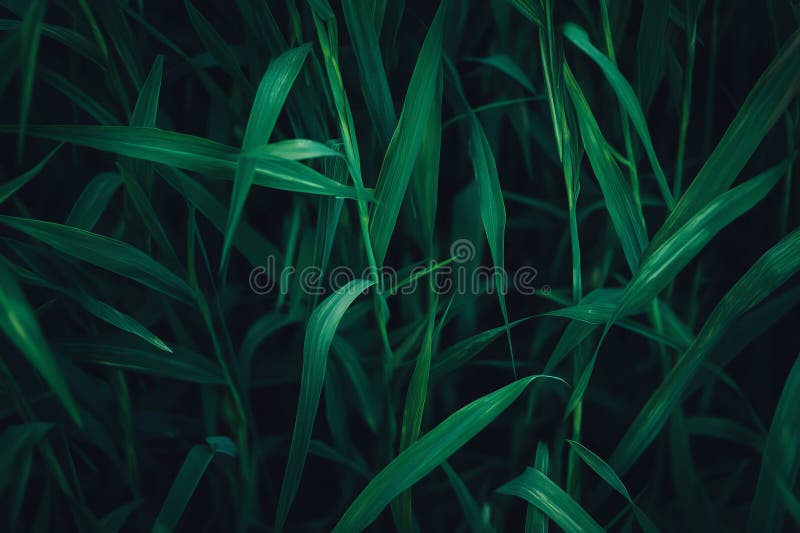 Dark Green Textured Grass Creating a Vibrant Surface Against a Black ...