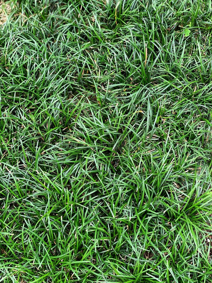 Dark Green Thin Grass Background Stock Photo - Image of greenery, green ...