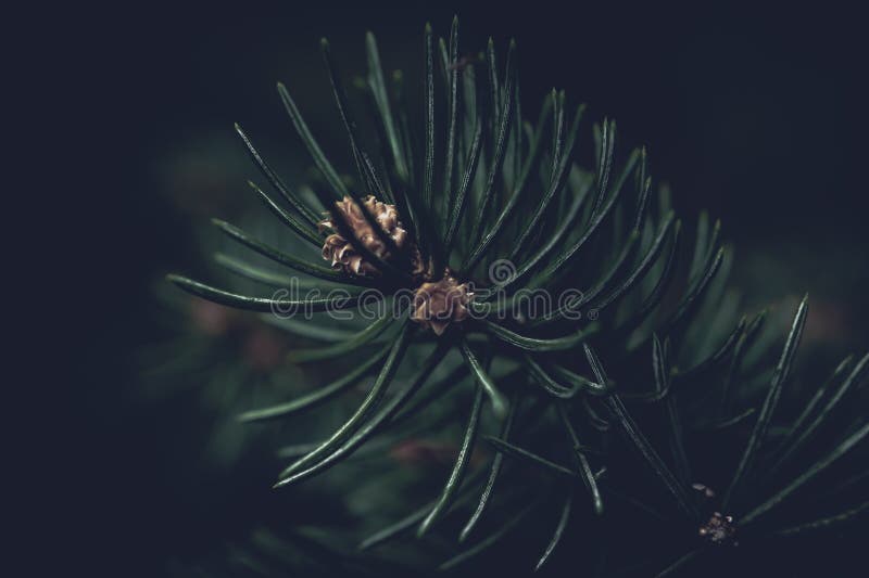 Tip of a Spruce Tree Branch Stock Image - Image of nature, needles ...