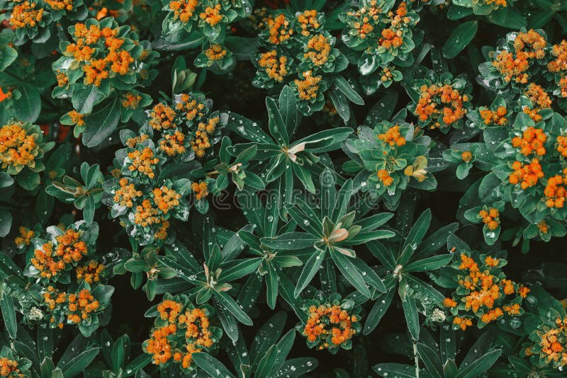 300 Videos Stock Photos - Free & Royalty-Free Stock Photos from Dreamstime