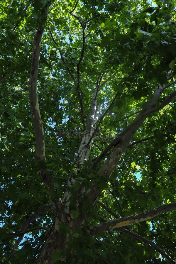 Dark Green Tree in the Forest in the Bright Sunny Day Stock Photo ...