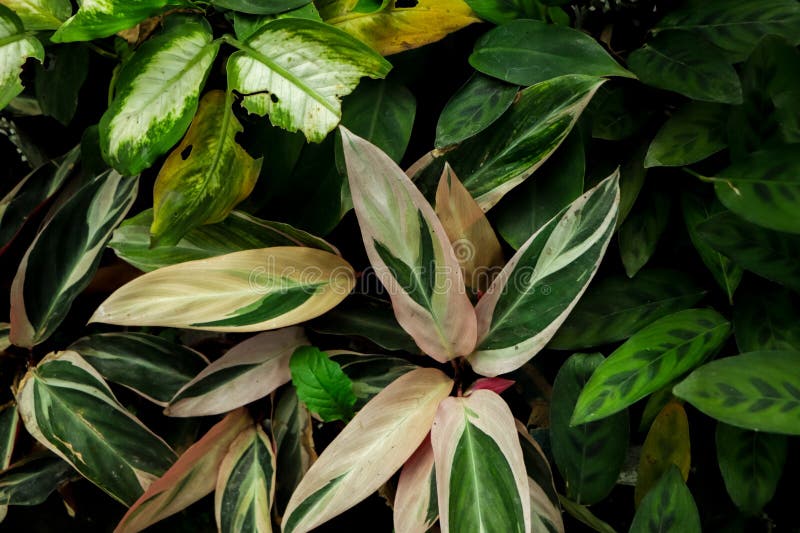 Dark Green Tropical Leaf Group Background Panoramic Background Concept ...