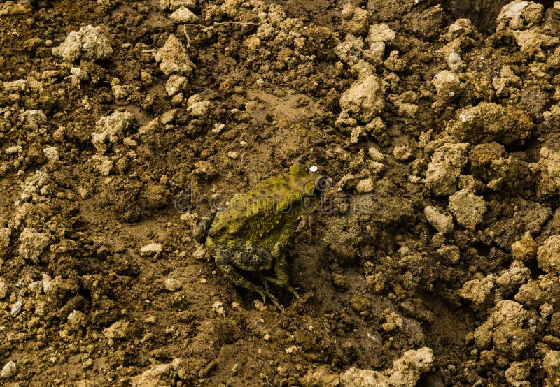 A Green Frog on a Muddy Path Stock Photo - Image of roadway, procedure ...