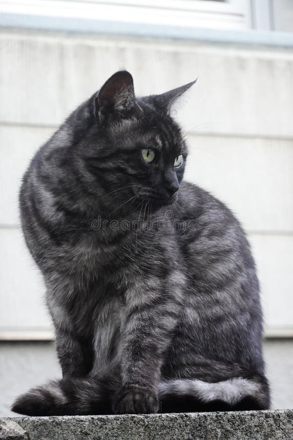 Dark Grey Cat Washing Itself Stock Photo - Image of face, portrait ...