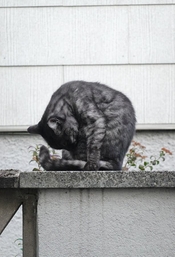 Dark Grey Cat Washing Itself Stock Photo - Image of grey, lick: 263991994