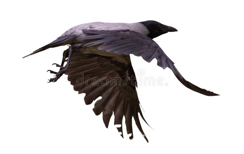 Dark Grey Crow with Large Black Wings Stock Image - Image of wildlife ...