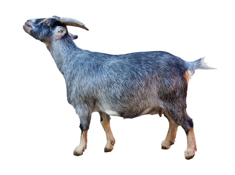 Dark Grey Goat Isolated on White Stock Image - Image of domestic ...