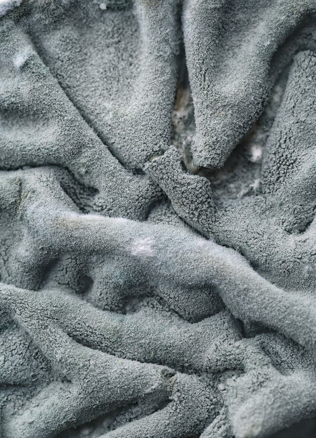 Dark Grey Mold Fungus Growing Stock Photo - Image of unclean, kitchen ...