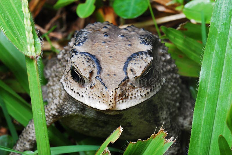 A Dark Grey Toad among Some Grasses Stock Image - Image of blooded ...