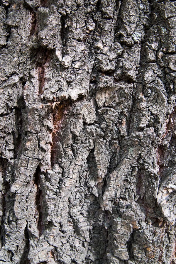 Dark Grey Natural Tree Bark Texture Stock Image - Image of line, bark ...