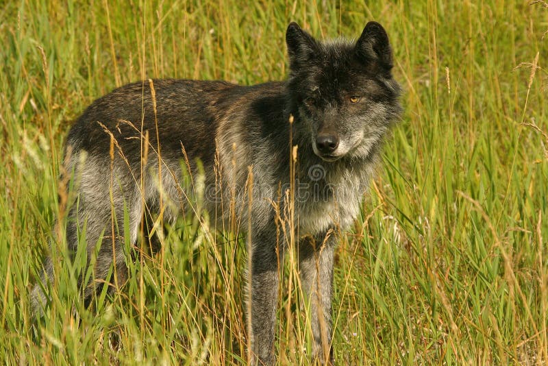 Dark grey wolf stock image. Image of wolf, mammals, wolves - 2119013