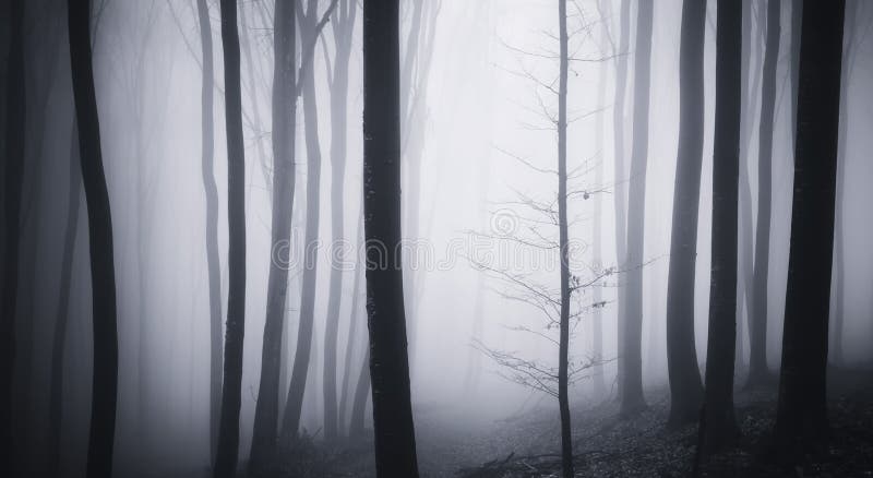 Dark Haunted Forest with Fog Stock Image - Image of outdoors, gloomy ...