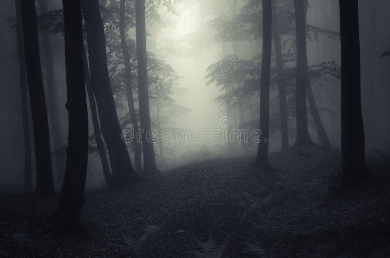 Dark Haunted Forest with Fog Stock Image - Image of mist, ethereal ...