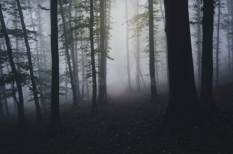 Dark Haunted Forest with Fog at Night Stock Image - Image of copyspace ...
