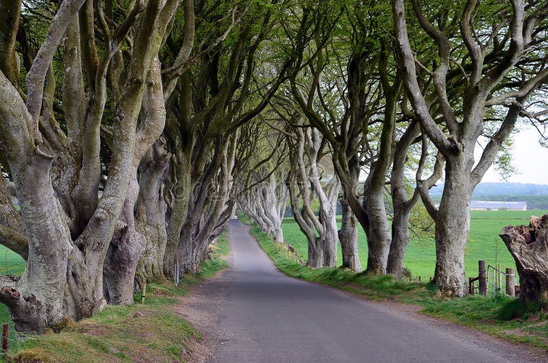 Dark Hedges Beech Trees Nature Landscape Photography Stock Image ...